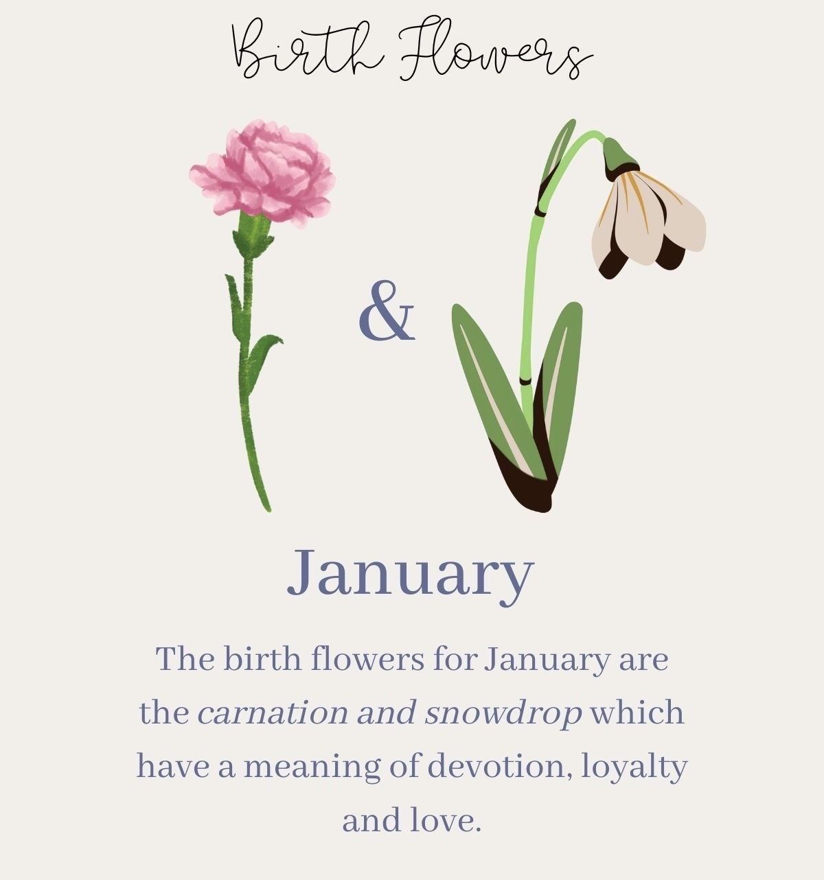 January Flowers: Carnations and Snowdrop Flowers - URSTYLE