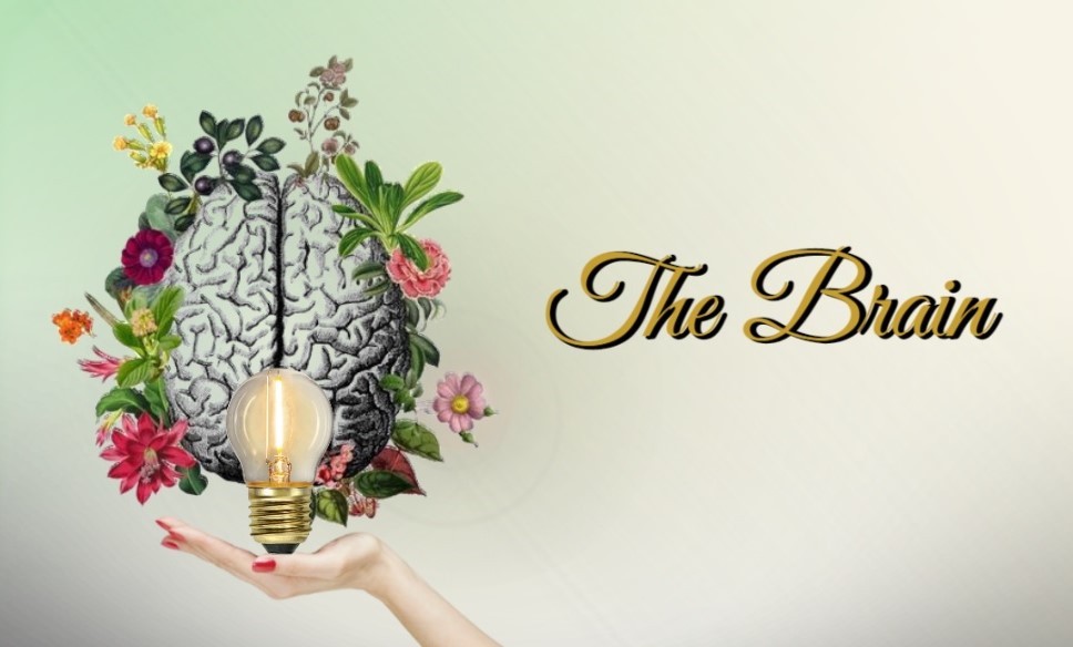 The Brain Garden - URSTYLE