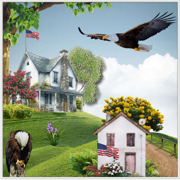 United State of America National Bird - Bald Eagle (1.9.26) - Fashion ...