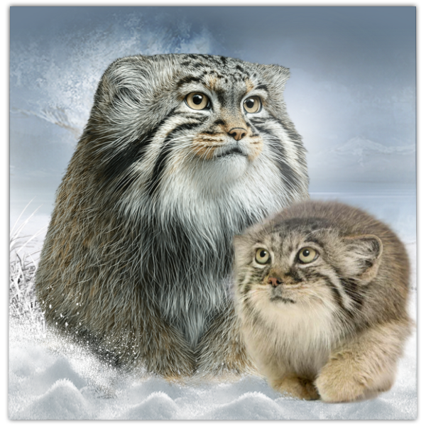 10 facts about Manul, the GRUMPIEST wild cat in Russia 🐱 - Fashion look ...